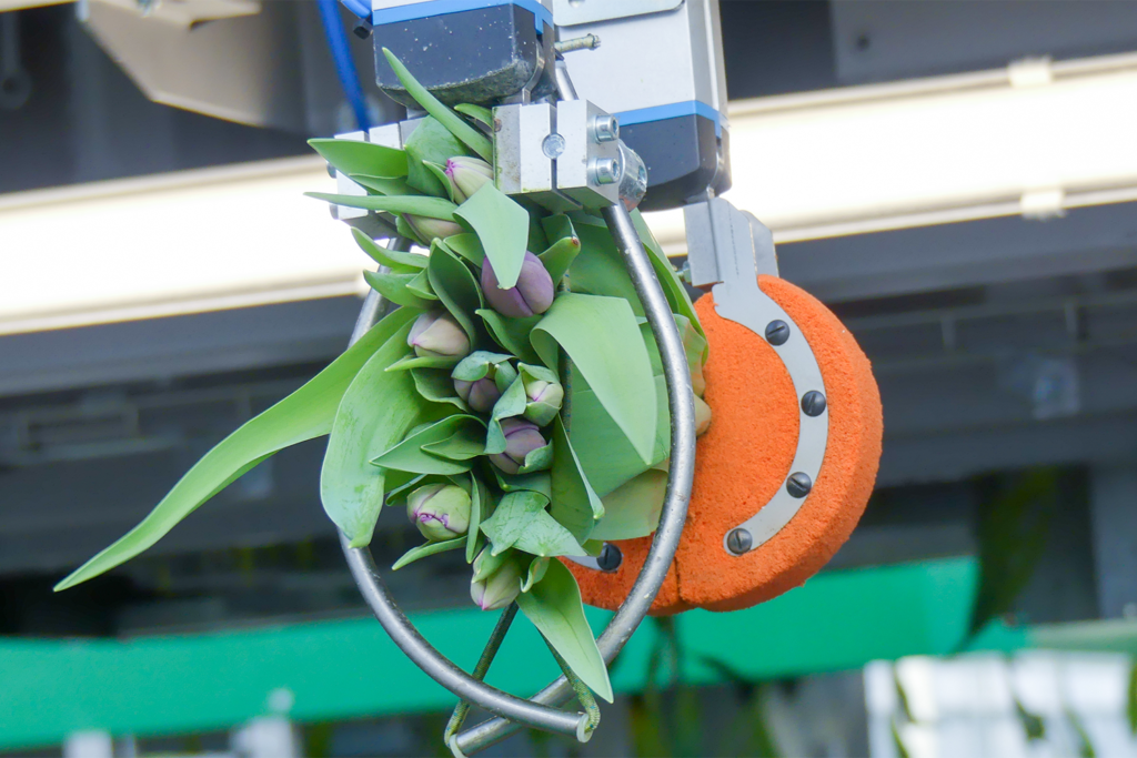 Bercomex | Furora Compact